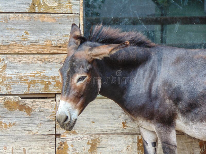 A Donkey is Sitting. in Romania Stock Image - Image of outdoor, romania ...