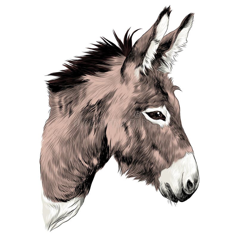 Donkey sketch vector stock vector. Illustration of domestic - 110136305