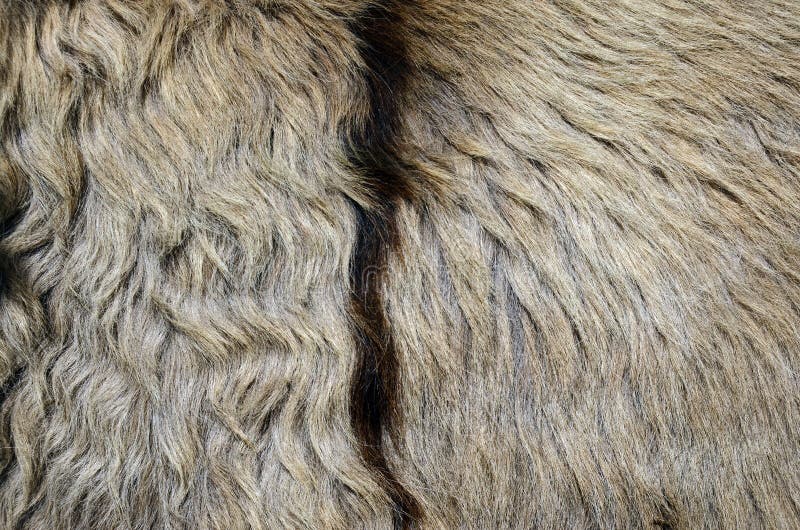 Donkey fur stock image. Image of donkey, background, macro - 3738151