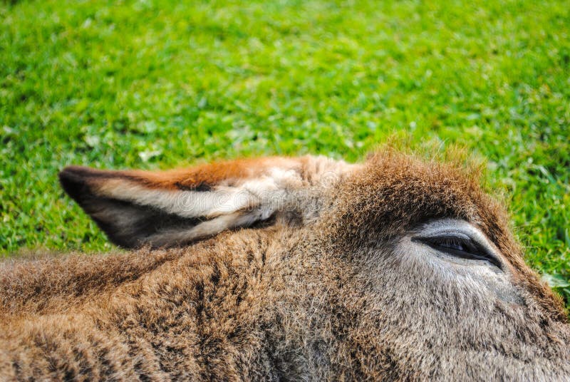 Donkey stock photo. Image of pretty, portrait, beautiful - 35763930