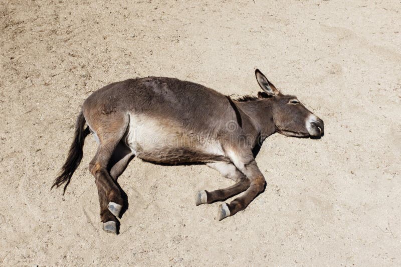 Tired Mule Stock Photos - Free & Royalty-Free Stock Photos from Dreamstime