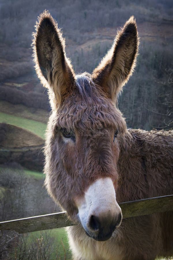 Crying Donkey Stock Photos - Free & Royalty-Free Stock Photos from ...
