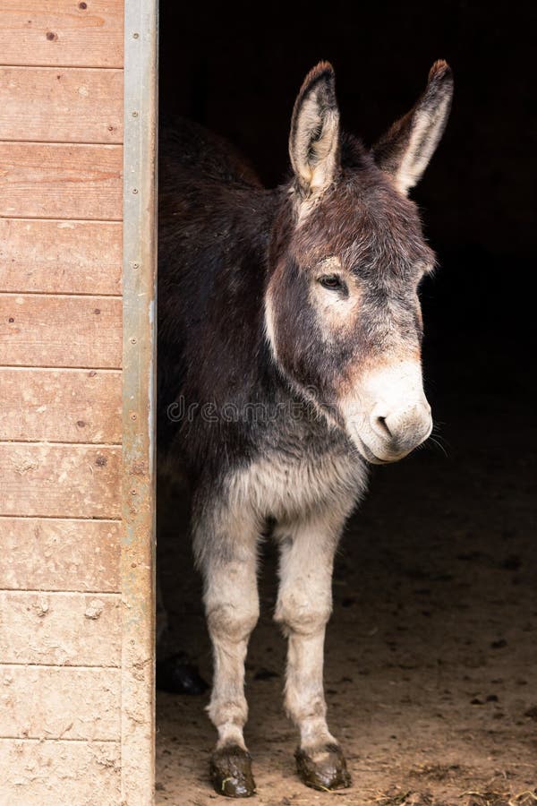 Donkey in stable stock photo. Image of brown, farming - 182463948