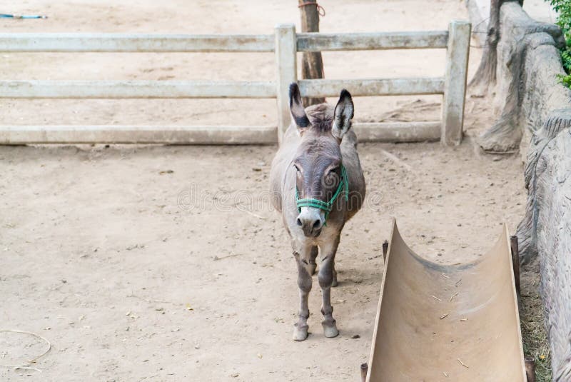 Donkey in the stable stock photo. Image of stable, country - 70504966