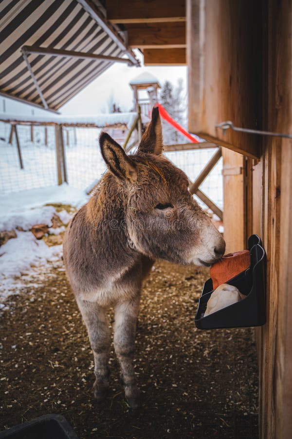 Donkey in the stall stock photo. Image of health, activity - 181516114