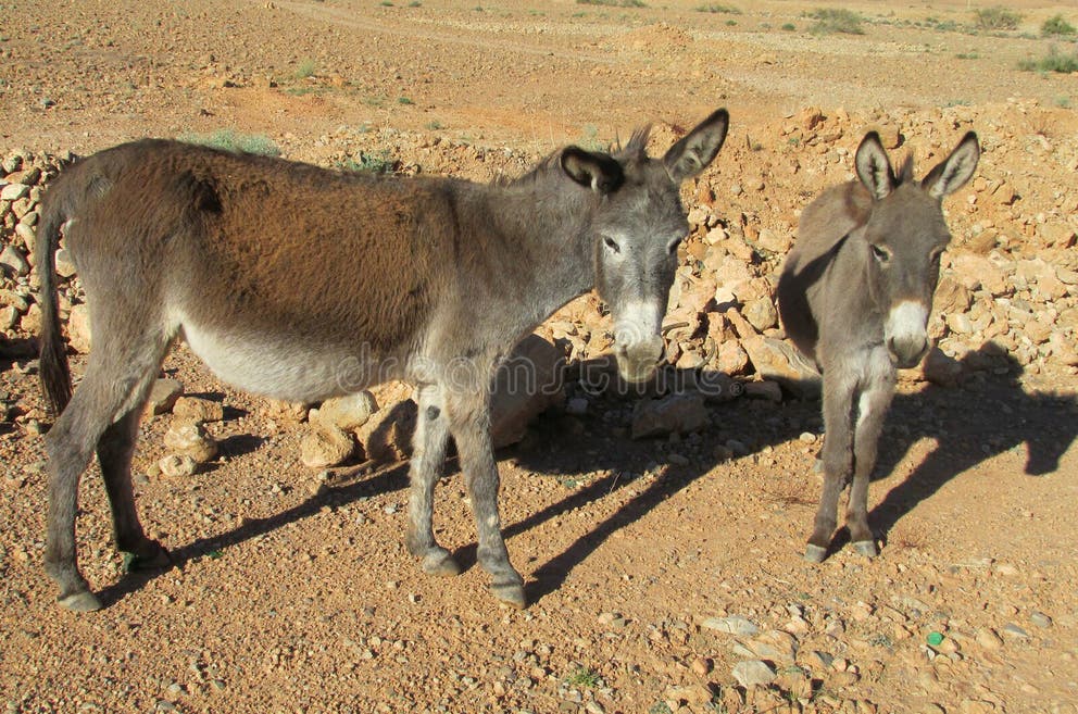 Donkey stock photo. Image of foal, donkeys, forward, face - 62510666