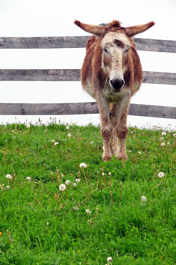 Donkey standing in a field stock photo. Image of pasture - 19724746