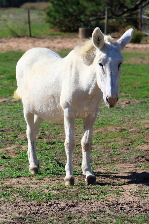 Donkey standing in a field stock image. Image of purebred - 22365637