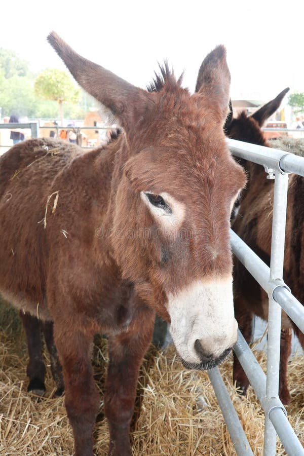 Brown donkey on farm stock photo. Image of pasture, domestic - 130844772
