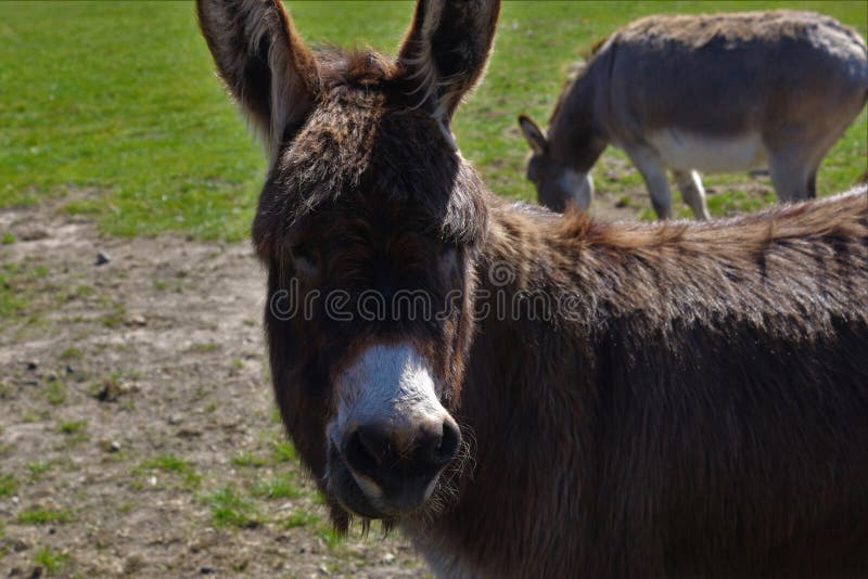 Donkey Standing and Looking in Summer. Stock Image - Image of farm ...