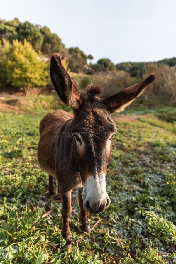 A Donkey Standing Outdoors in the Field at Daytime. Stock Image - Image ...