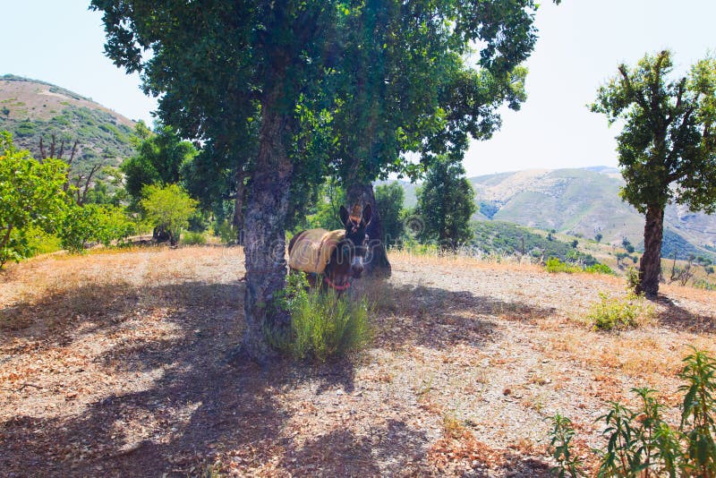 A Donkey Standing beside a Tree, Stock Photo - Image of donkey, mulish ...