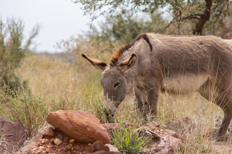 Donkey Stands in a Grassy and Rocky Landscape, Grazing Grass Stock ...