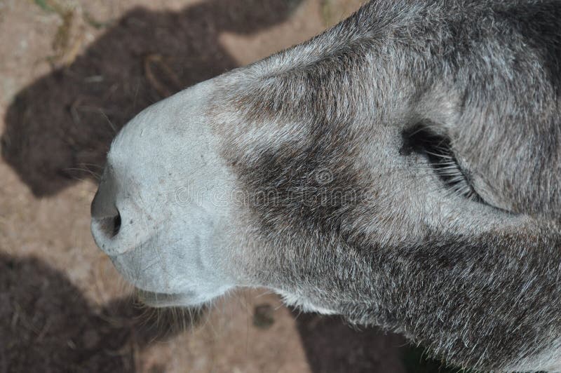 Donkey Stare stock image. Image of staring, ears, camera - 44098985