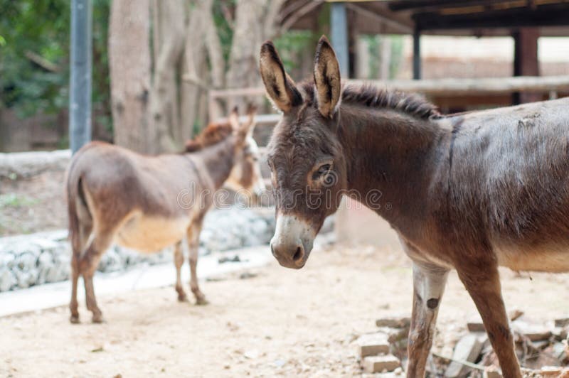 Donkey eye stock image. Image of grass, equus, looking - 138173287
