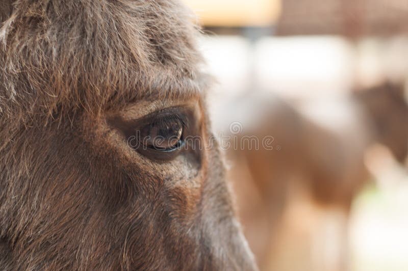 Donkey eye stock image. Image of farm, donkey, agriculture - 138173307