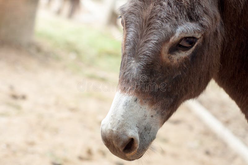 Donkey eye stock photo. Image of portrait, close, donkey - 138173350