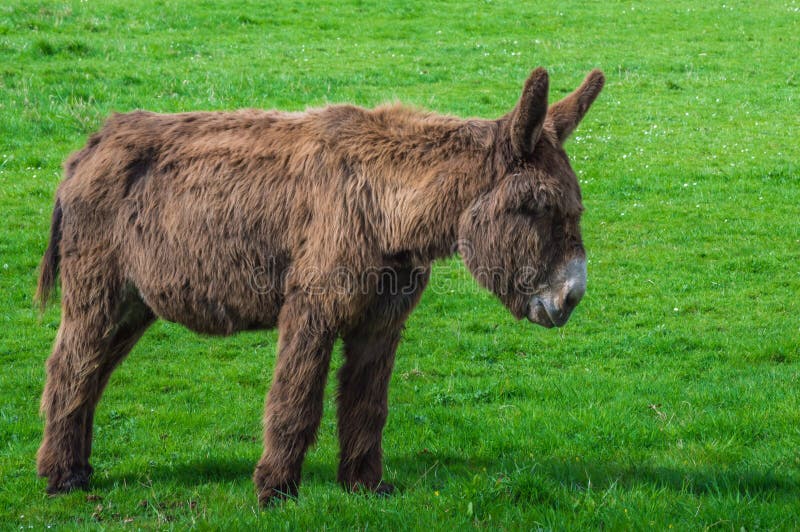 Donkey chewing carrot stock photo. Image of hunger, humorous - 17380924