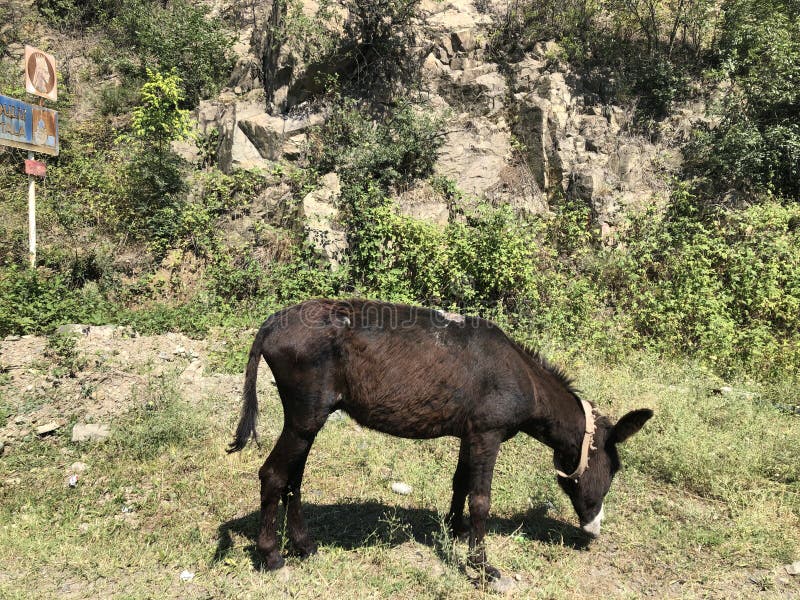 Donkey in summer, stock photo. Image of bridge, summer - 153859406