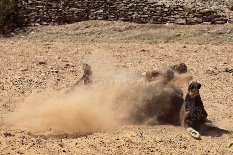 Donkey rolling in sand stock photo. Image of roll, animal - 32766042
