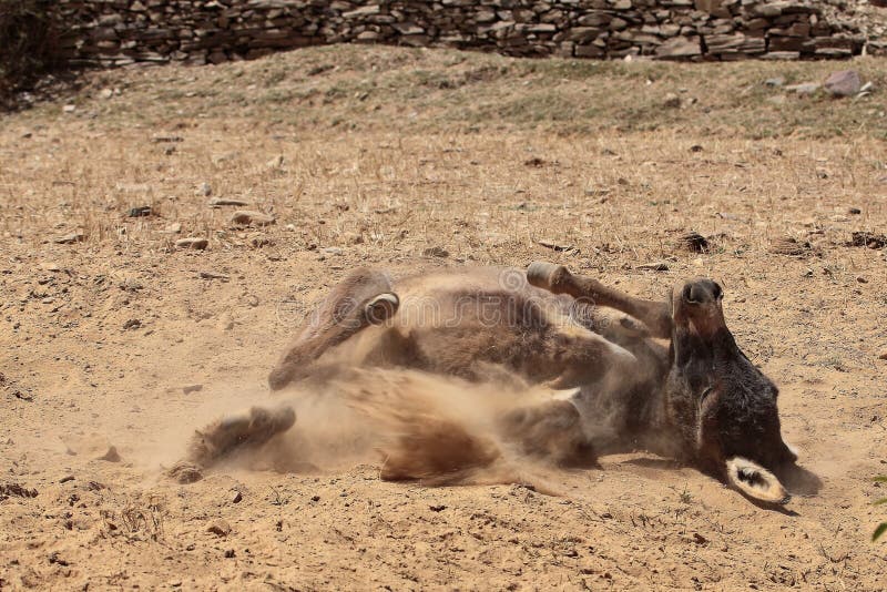 Donkey Rolling Sand Stock Photos - Free & Royalty-Free Stock Photos ...