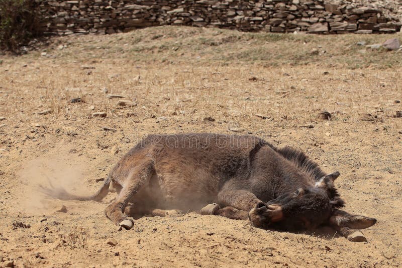 Donkey Rolling Sand Stock Photos - Free & Royalty-Free Stock Photos ...