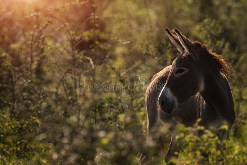 Donkey in a tall grass stock image. Image of orange, donkey - 83997247