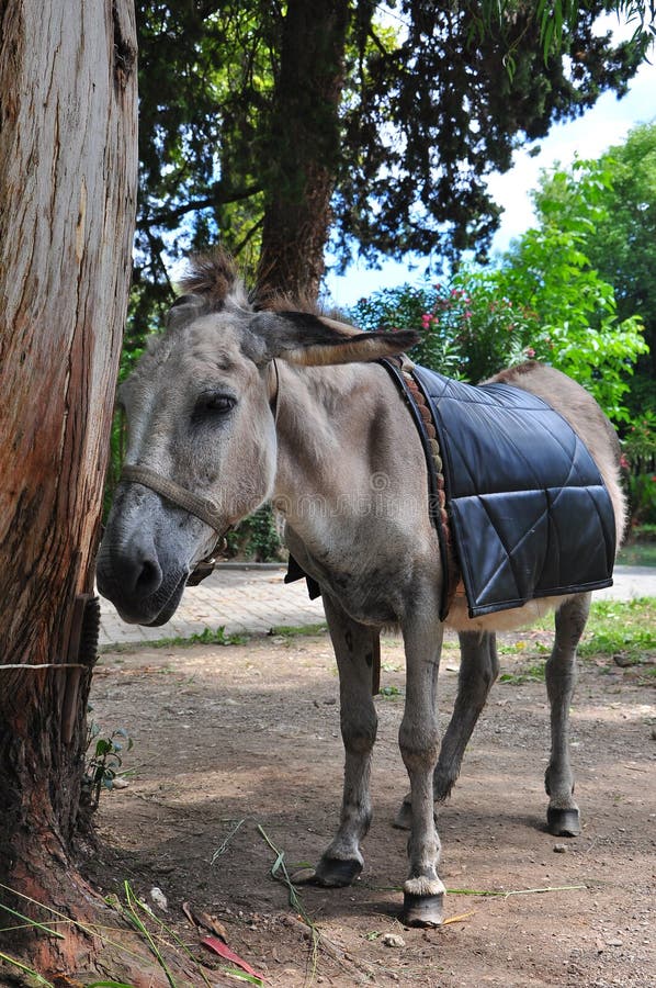 Donkey Tethered To Pole Stock Photos - Free & Royalty-Free Stock Photos ...