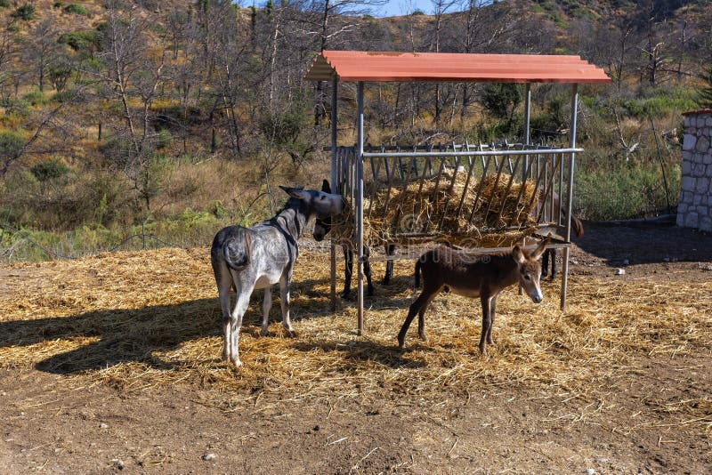 Donkey - Three Donkeys Standing at the Feeder and Eating Straw. Charred ...