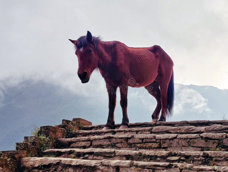 Donkey on the Top of the Mountain Stock Photo - Image of horse, nature ...