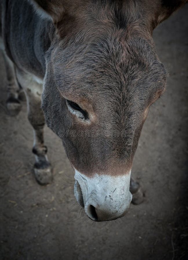 Donkey Top View, Donkey Head Close-up. Stock Image - Image of funny ...