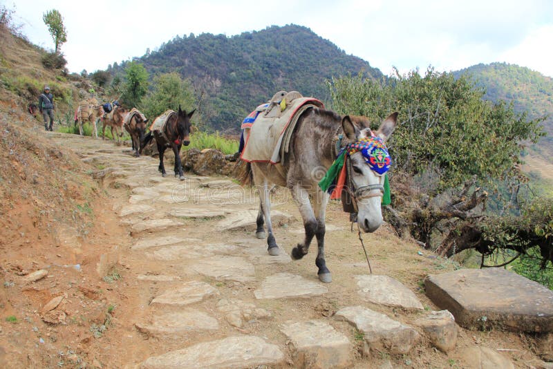 Donkey Trail Trekking Route Stock Photos - Free & Royalty-Free Stock ...