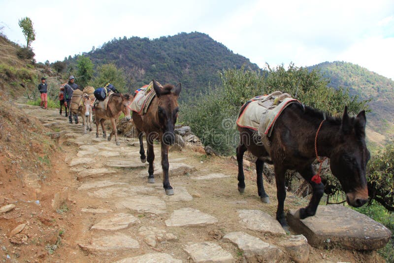 Donkey Trail Trekking Route Stock Photos - Free & Royalty-Free Stock ...