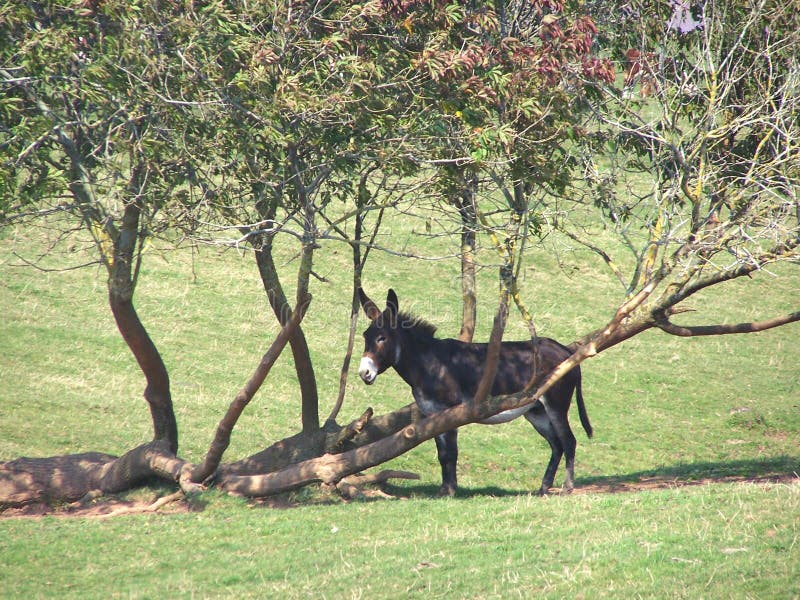 Donkey tree stock image. Image of meadow, animal, mammal - 8088809