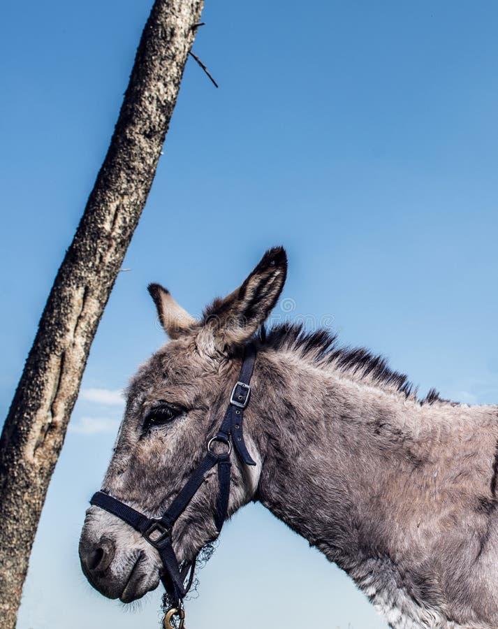 A Donkey and Tree from Up Close Stock Photo - Image of cute, farming ...