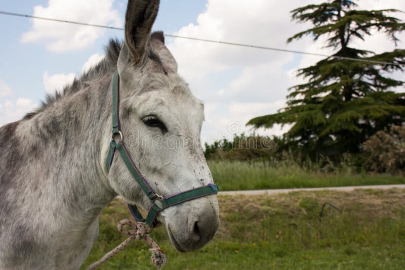 420 Italian Donkey Stock Photos - Free & Royalty-Free Stock Photos from ...