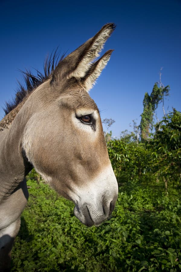 30,243 Donkey Photos - Free & Royalty-Free Stock Photos from Dreamstime