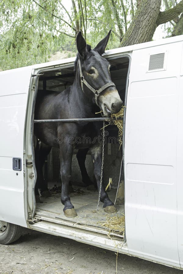 Donkey in van stock image. Image of looking, quiet, earth - 43274869