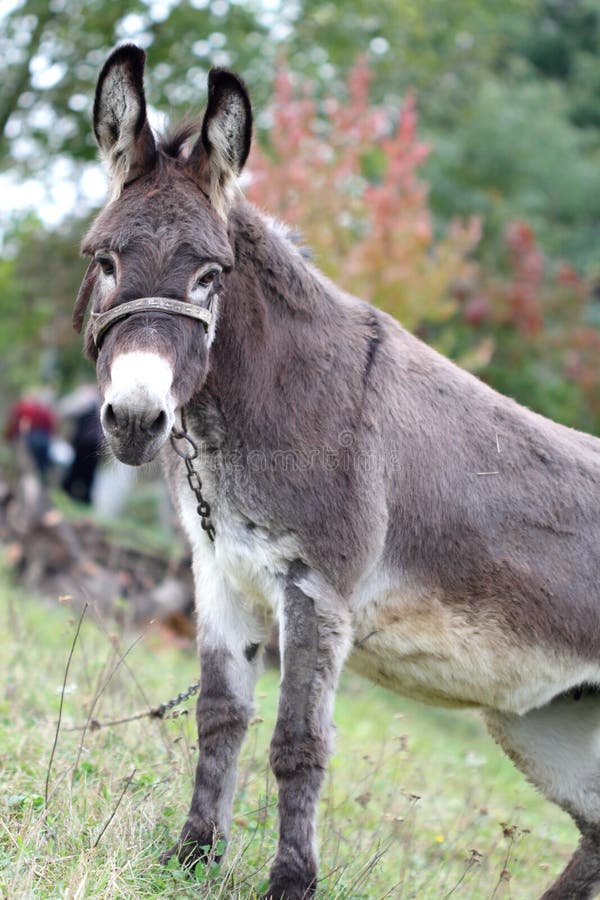 Donkey stock photo. Image of locations, domestic, livestock - 31331608