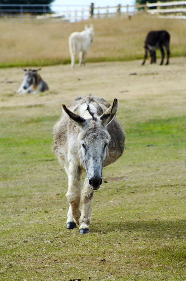 Donkey Walking Picture. Image: 1307390