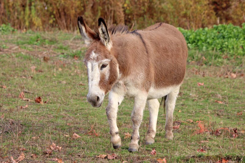 Donkey stock photo. Image of countryside, hair, livestock - 61725462