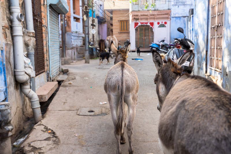 A Donkey Walking Freely on the Street in Jodhpur Editorial Stock Photo ...