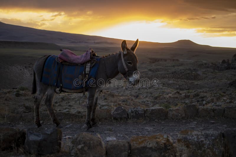 A Donkey Wandering the Countryside at Sunset. Stock Image - Image of ...