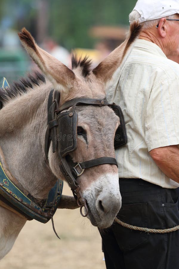 Donkey in harness editorial photo. Image of fete, harness - 123857926