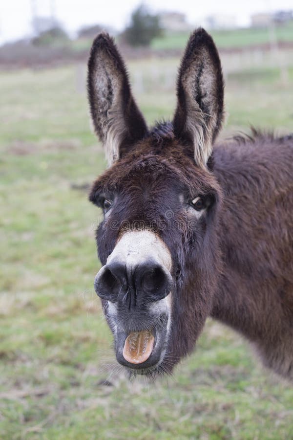 Goofy Donkey stock photo. Image of look, farm, goofy, animal - 1460424