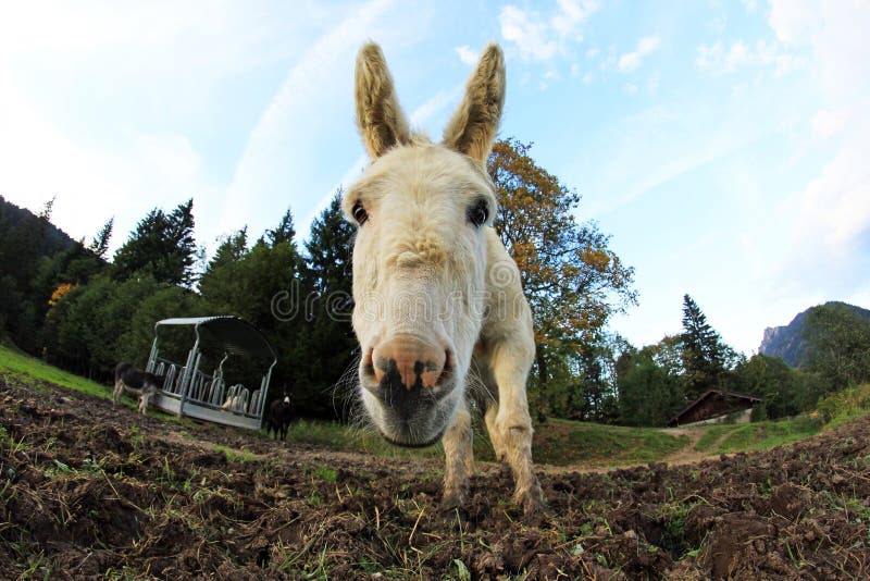 The donkey stock photo. Image of equus, breeding, nose - 45106410