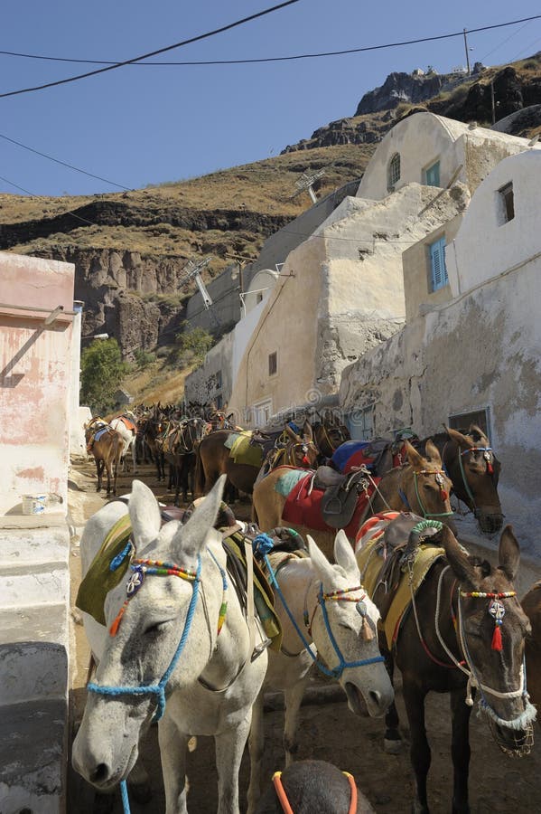 Donkey work stock image. Image of greece, santorini, uphill - 12878279