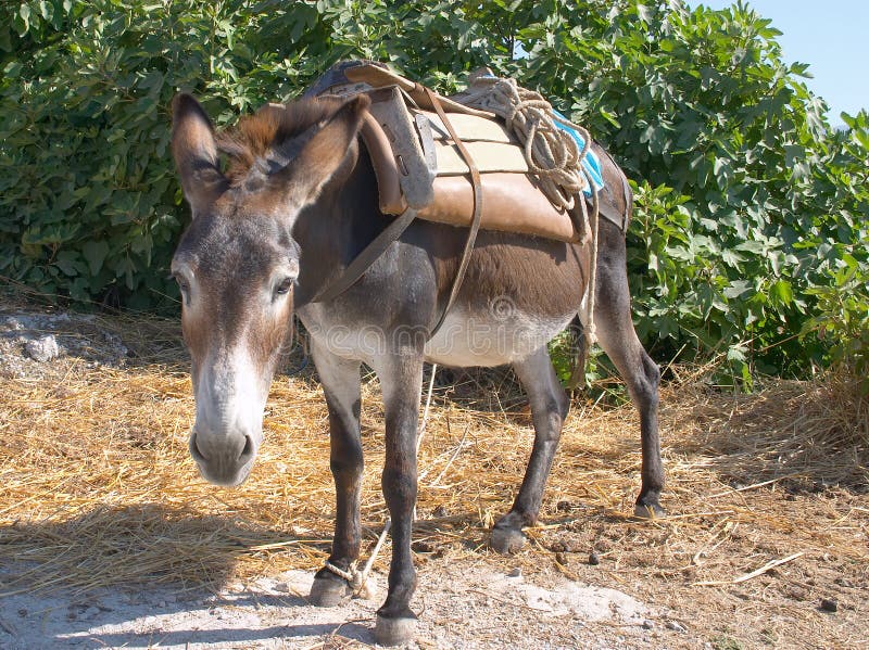 Work Donkey Drinking stock image. Image of stone, path - 72195089