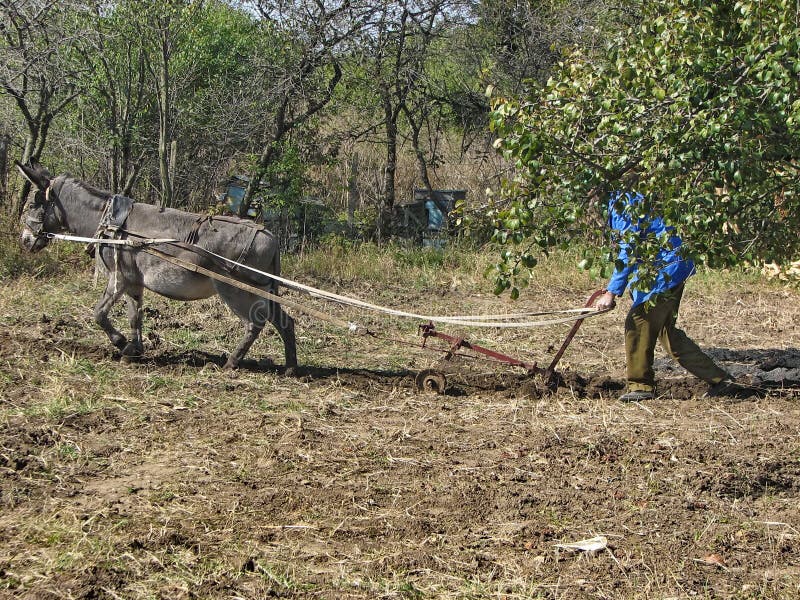 Donkey Work Hard in the Garden Stock Photo - Image of work, hard: 29463354