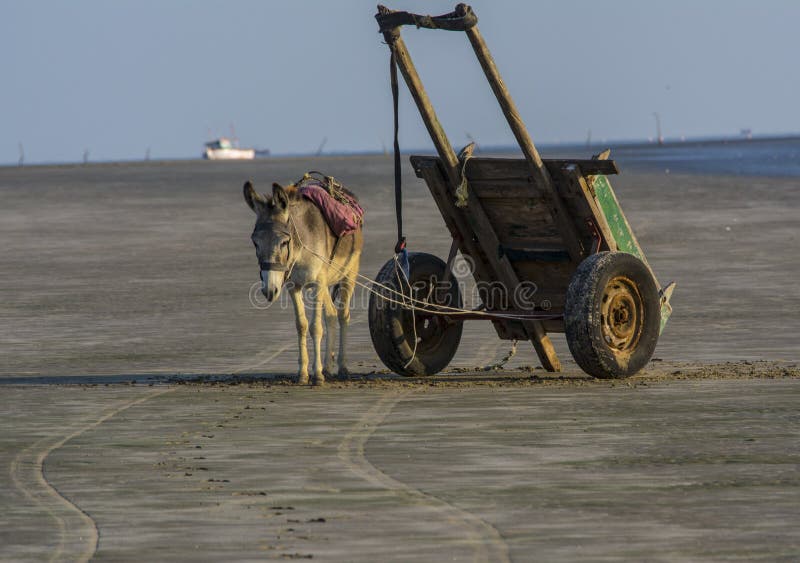Horse Carrying Heavy Load Stock Photos - Free & Royalty-Free Stock ...